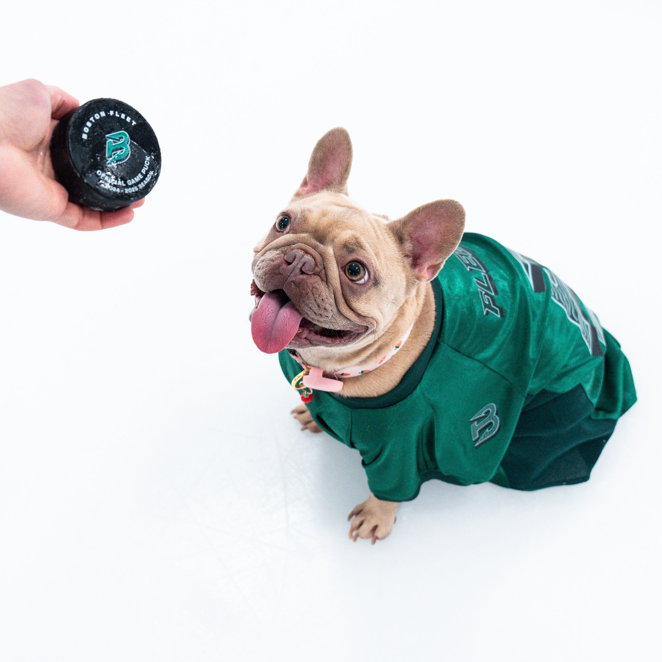 Boston Fleet Stretch Pet Jersey